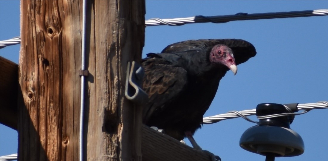 Cohort Connections: The Raptor Protection Program – Pima Master Naturalists