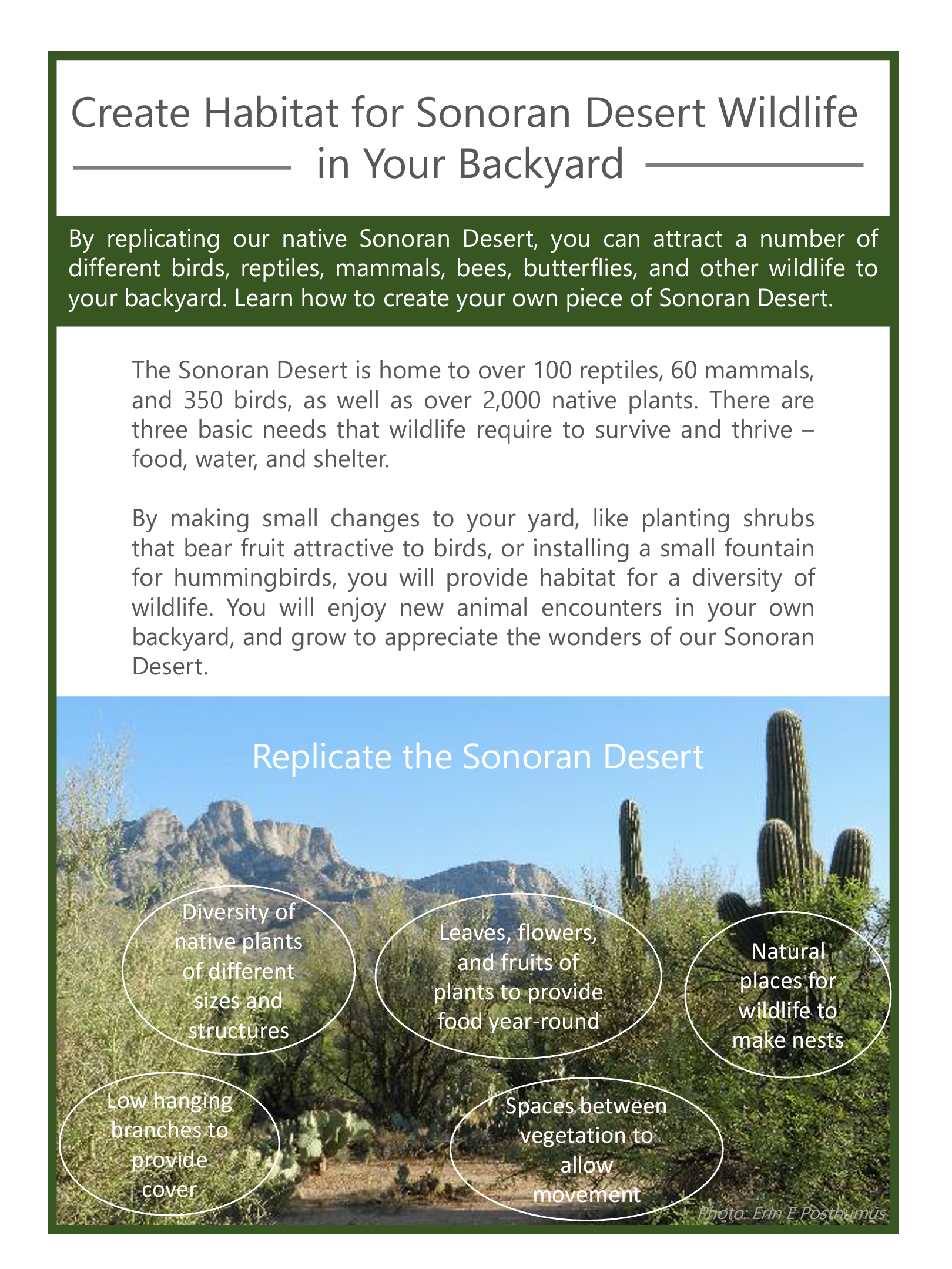 Create Habitat for Sonoran Desert Wildlife in Your Backyard – Pima ...