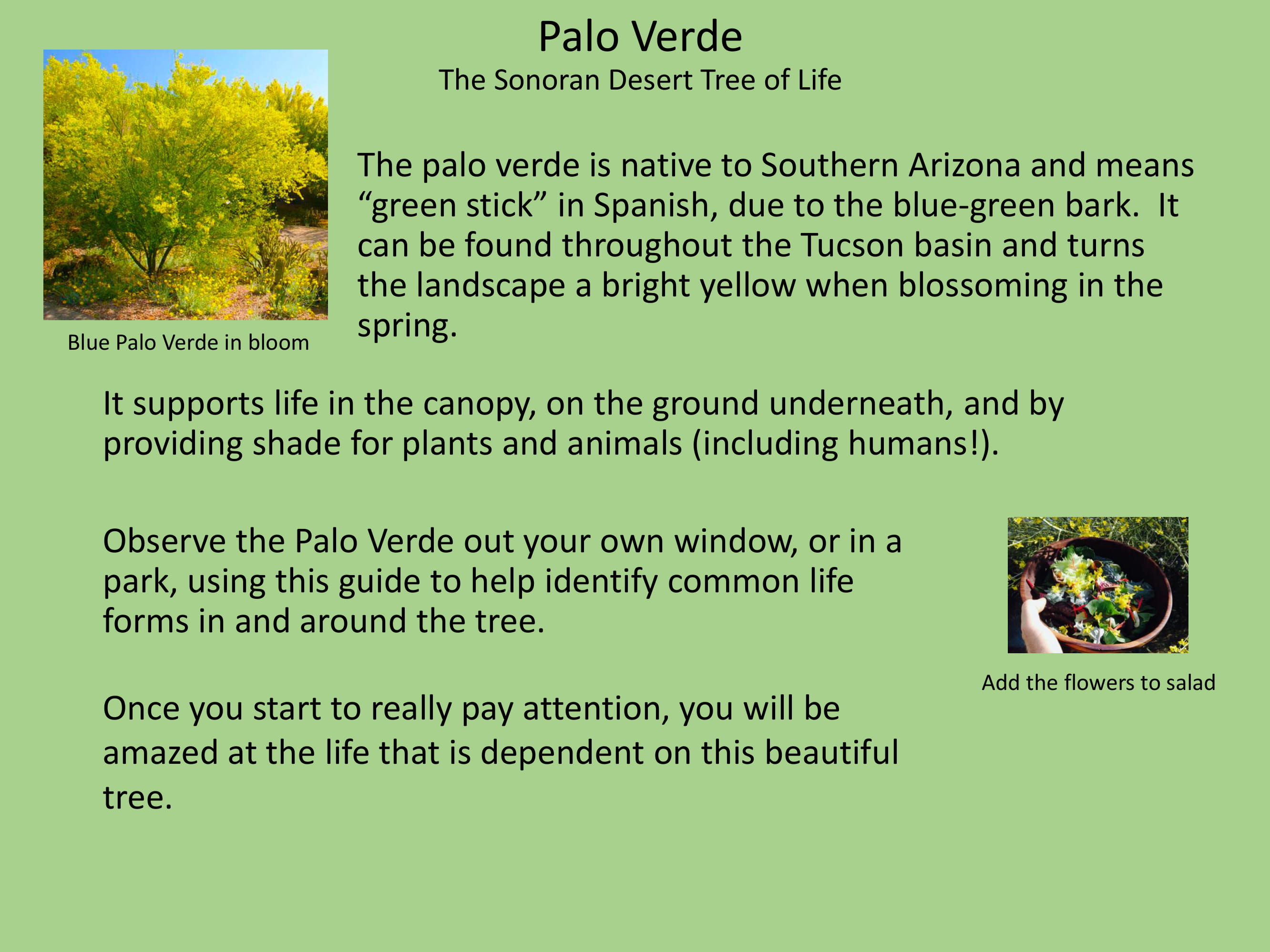 Palo Verde: The Sonoran Desert Tree of Life – Pima Master Naturalists