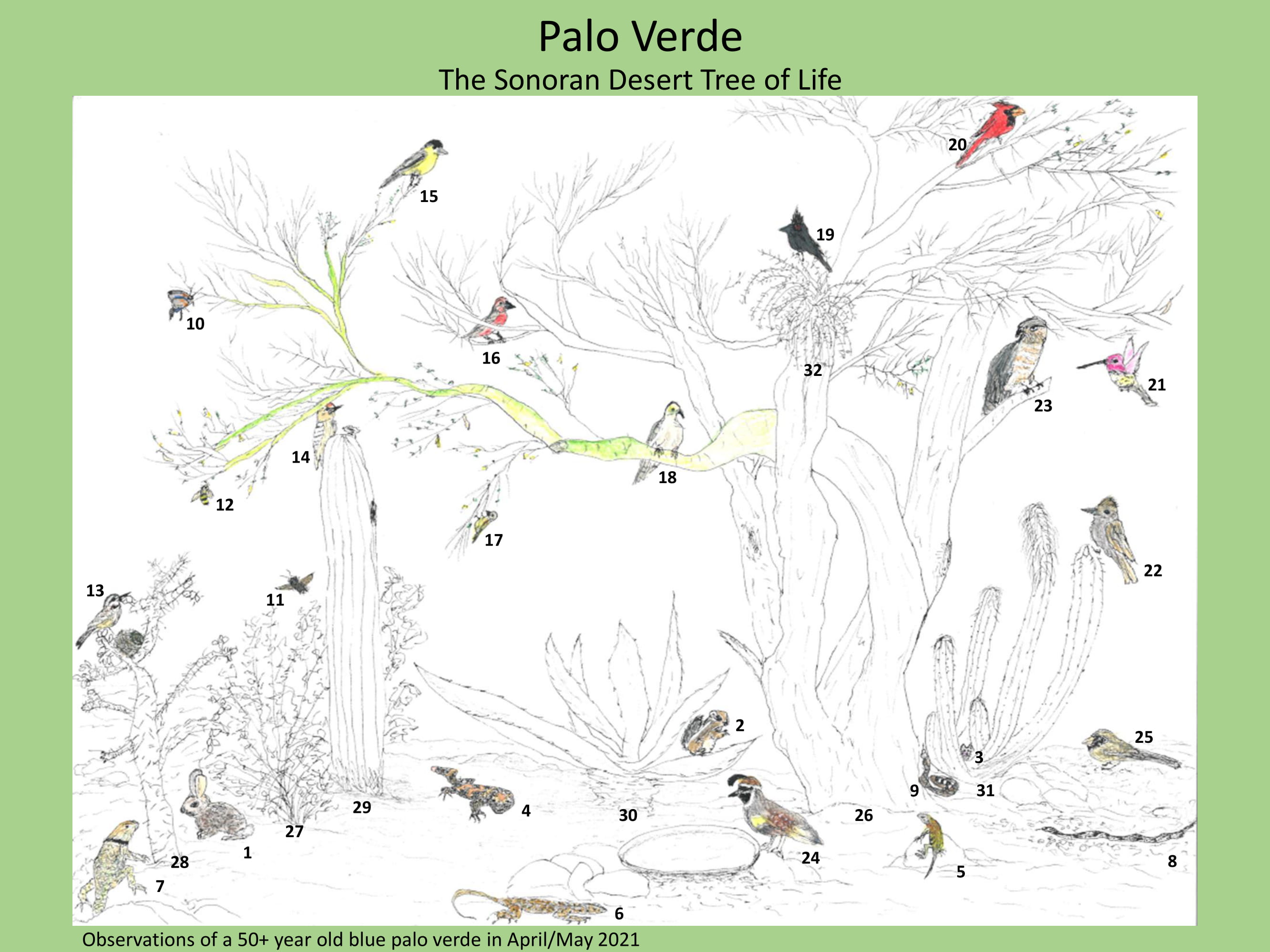 Palo Verde: The Sonoran Desert Tree of Life – Pima Master Naturalists