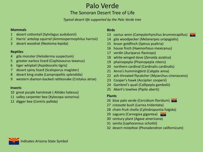 Palo Verde: The Sonoran Desert Tree of Life – Pima Master Naturalists
