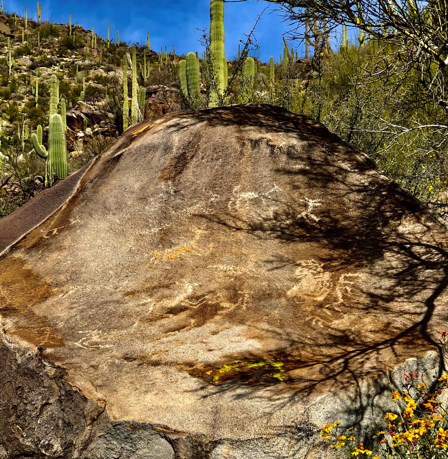 PCMN Wild Burro AT Trail Hike – Pima Master Naturalists