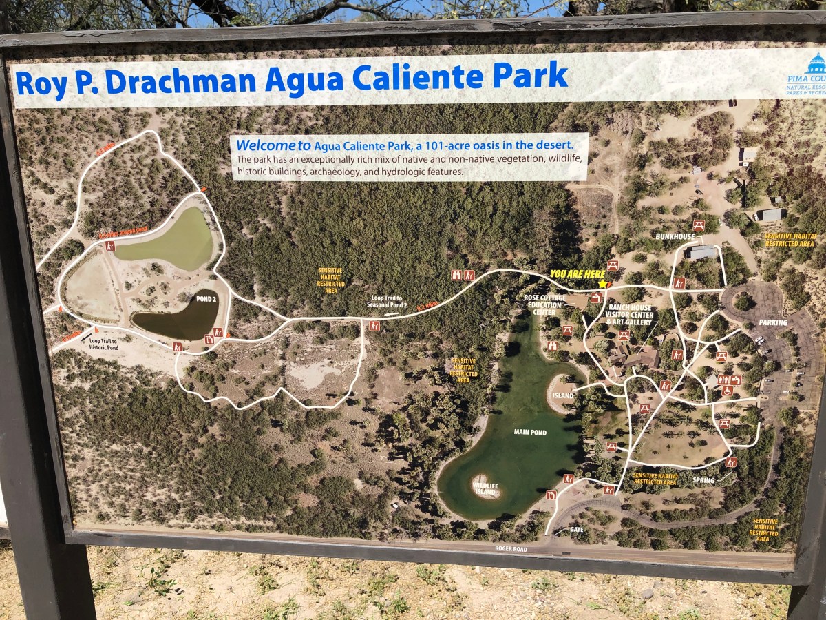 Aqua Caliente Park Nature Walk – Pima Master Naturalists